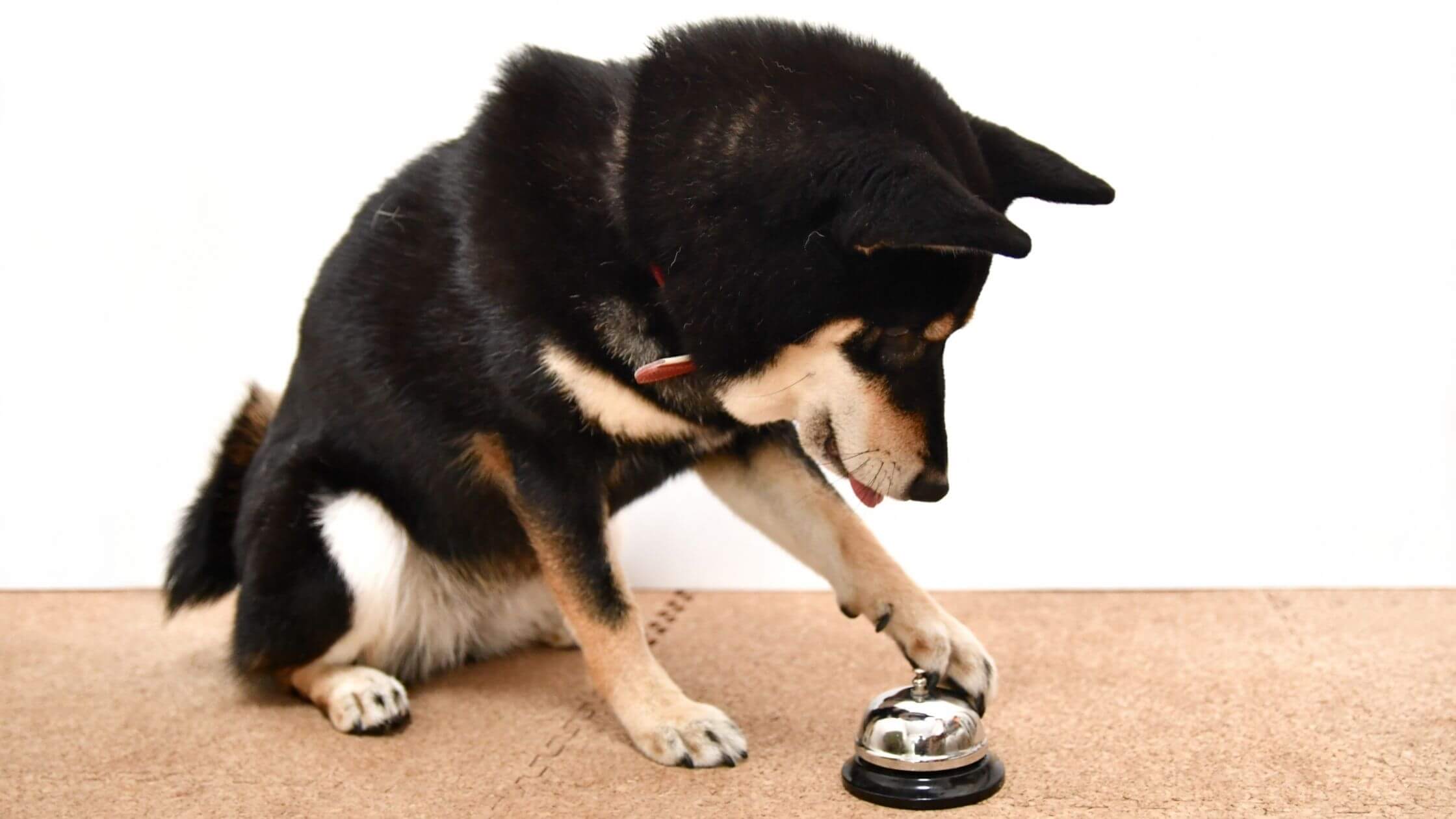 Teach Your Dog to Ring A Bell to Go Outside - Tail Waggin' Dog Ranch